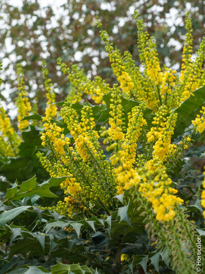 Mahonia - Triquet Pépinière